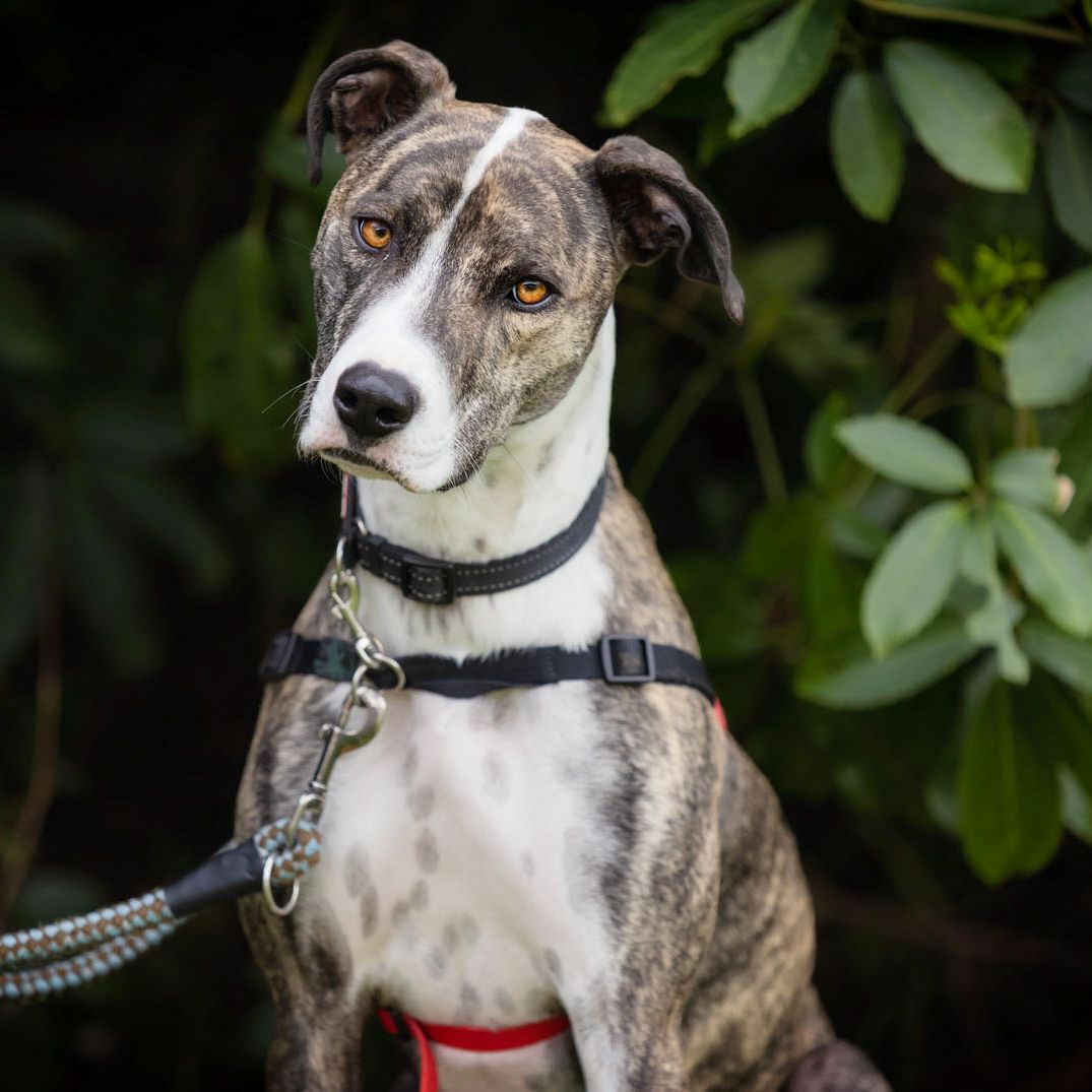 SPCA | Rescue Chained Dogs