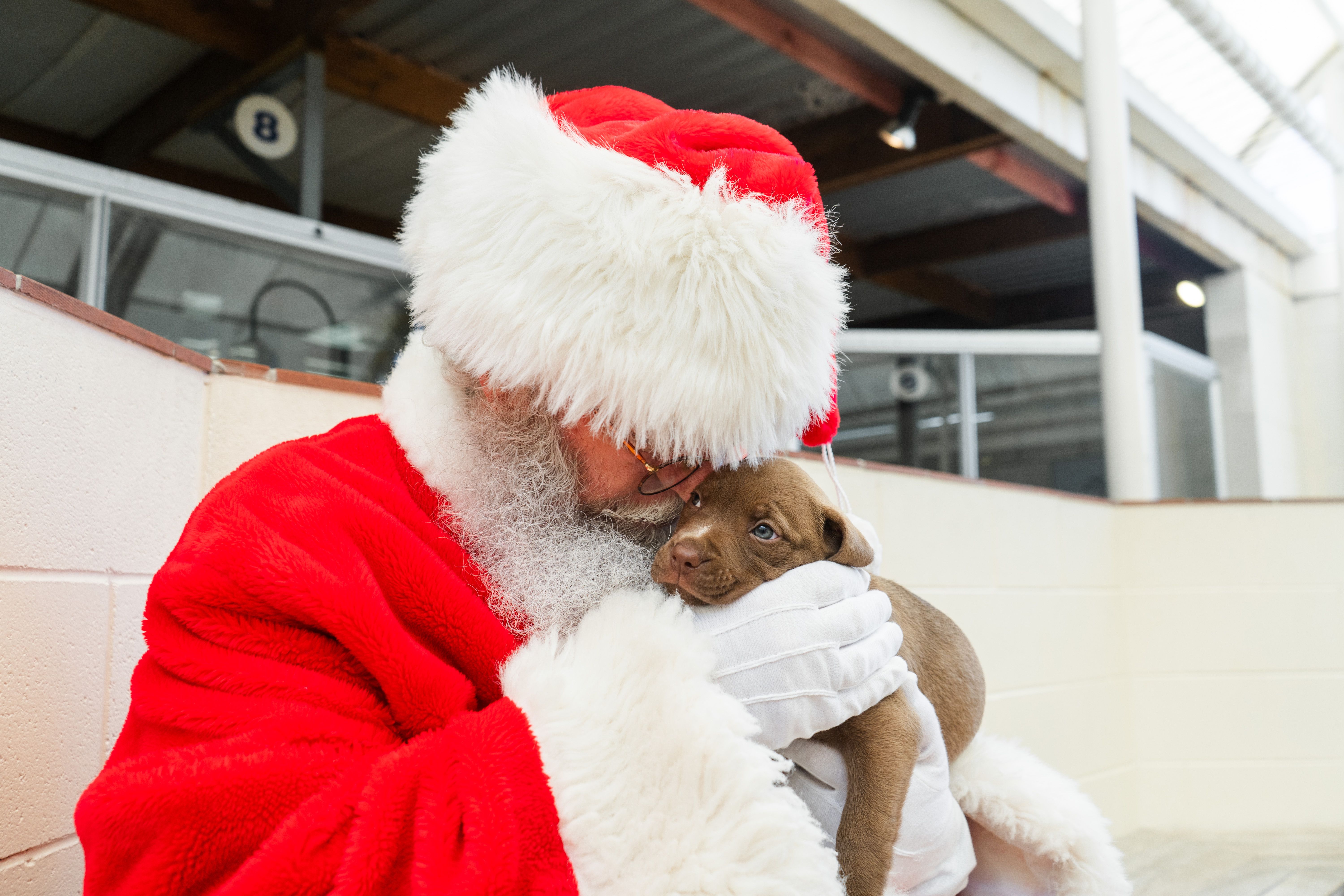 Santa Paws | SPCA