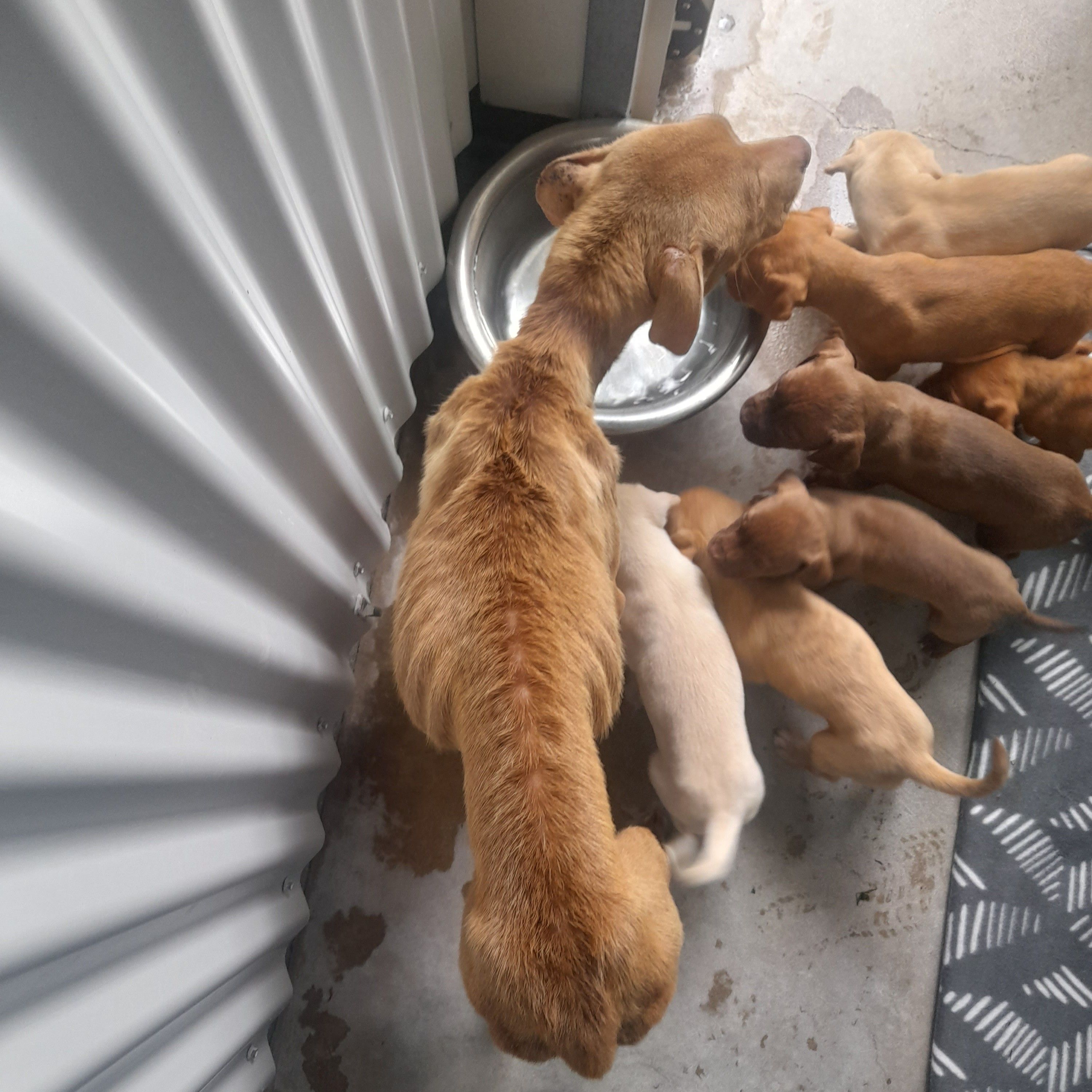 SPCA | Rescue Chained Dogs