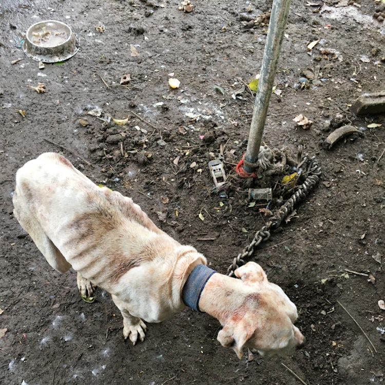 SPCA | Rescue Chained Dogs