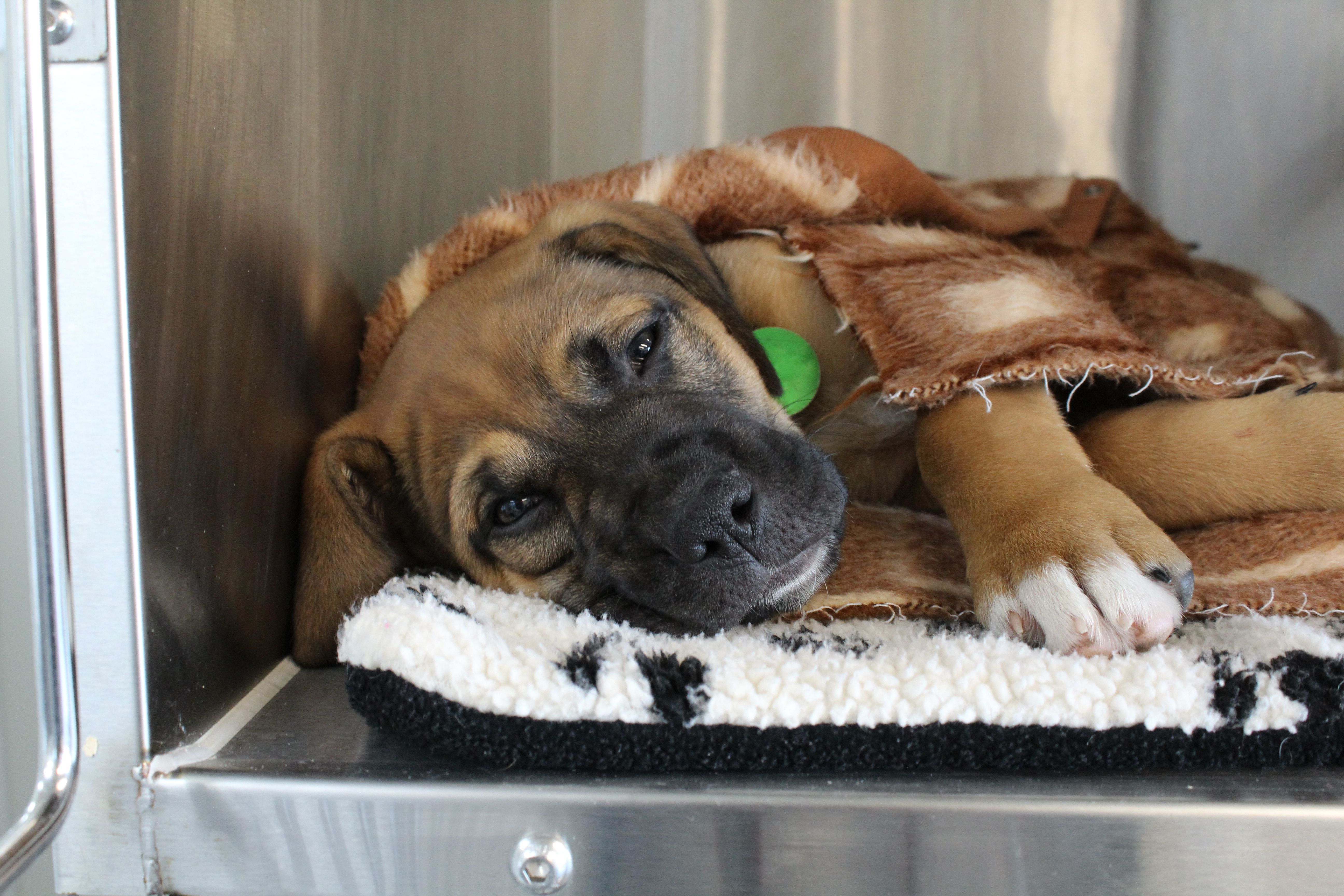 SPCA | Help warm animals’ this winter