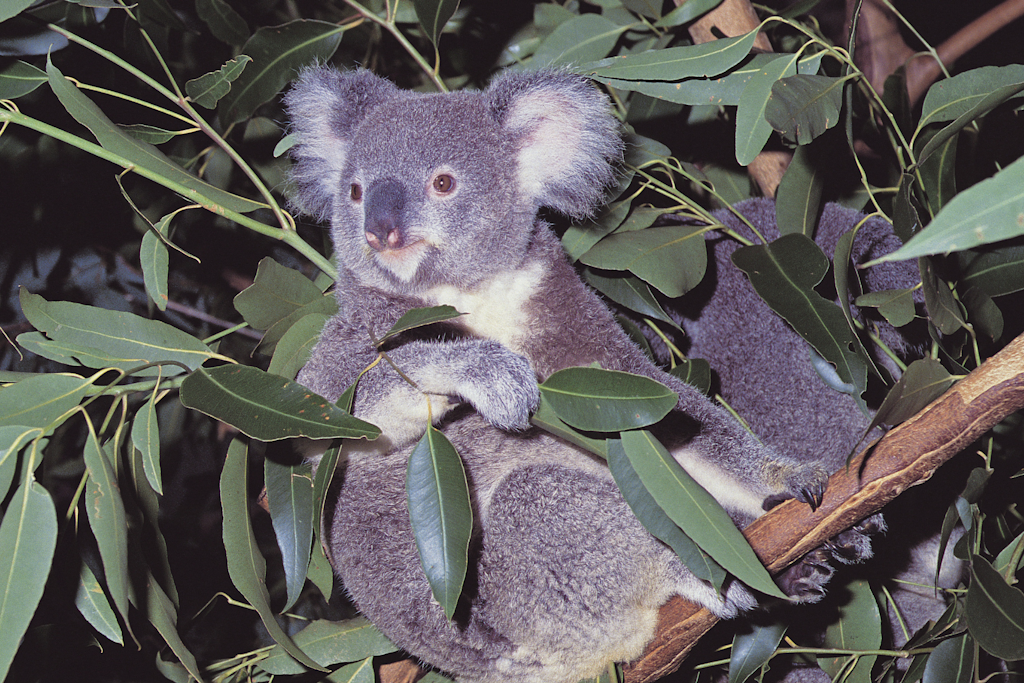 How your adoption helps