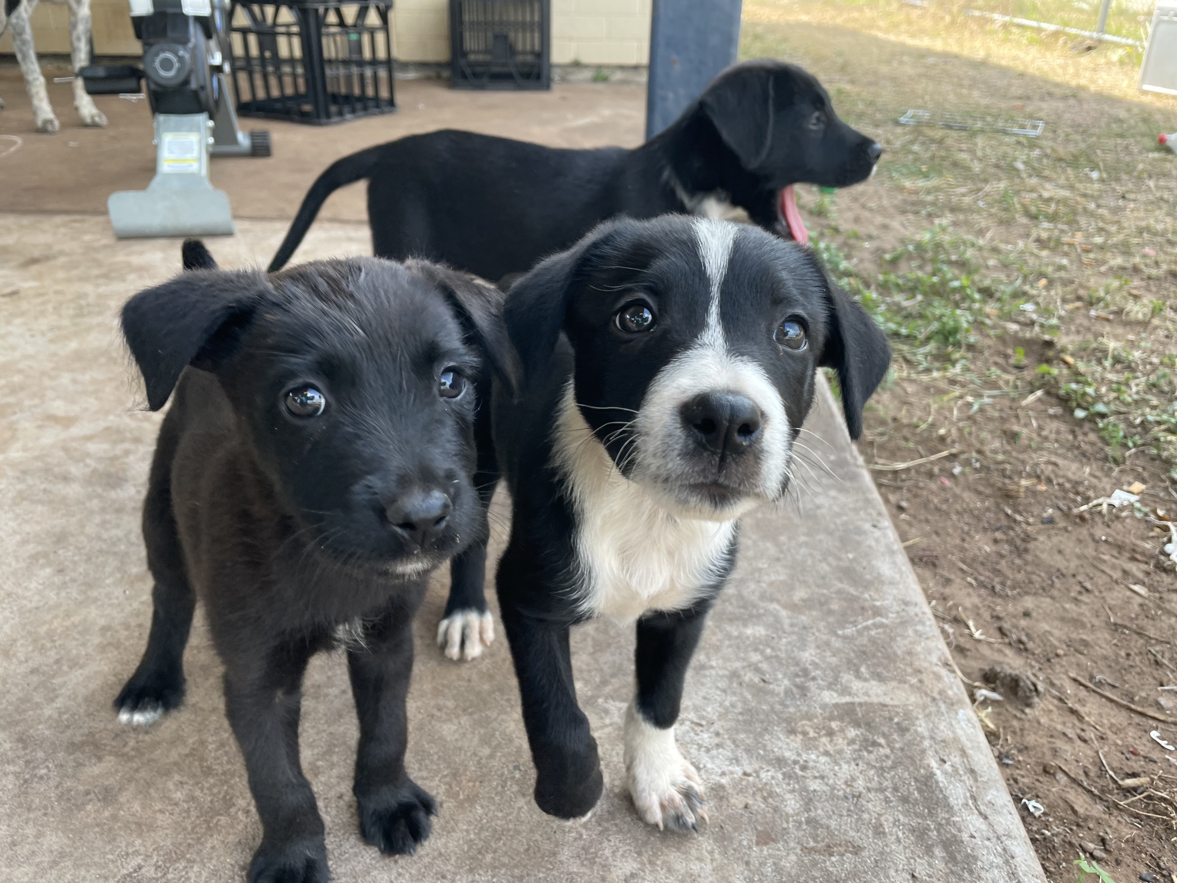 Help First Nations communities protect their dogs - AMRRIC