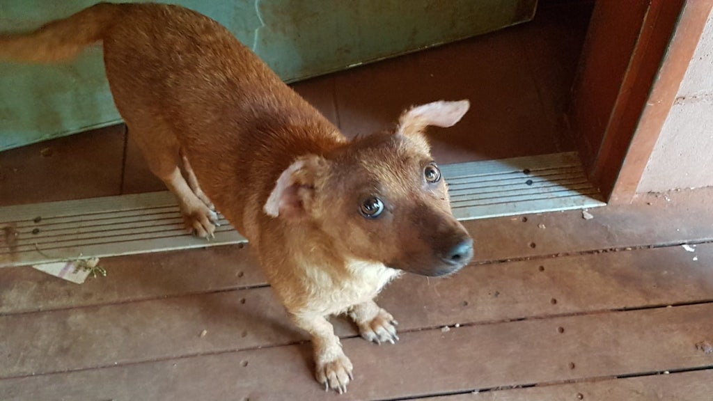 Help First Nations communities protect their dogs - AMRRIC