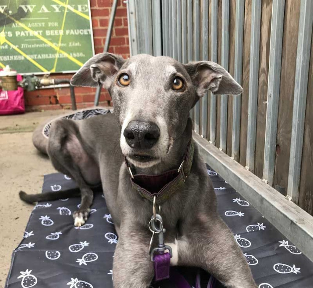 Support Blue the Grey's mission to help greyhounds like him.