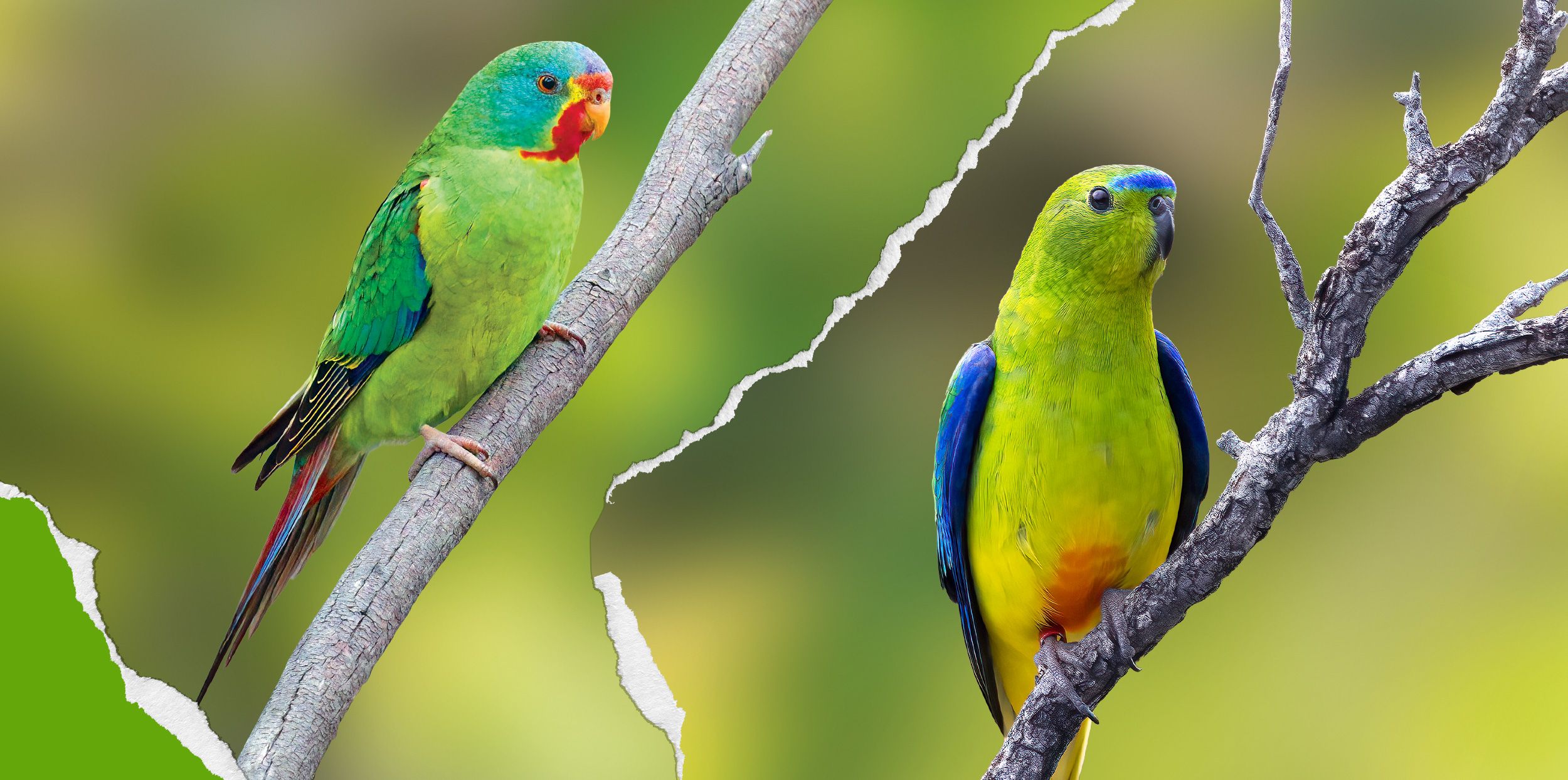 BirdLife Australia Christmas Appeal 2025