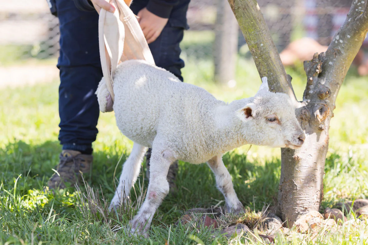 Heal The Animals 2025