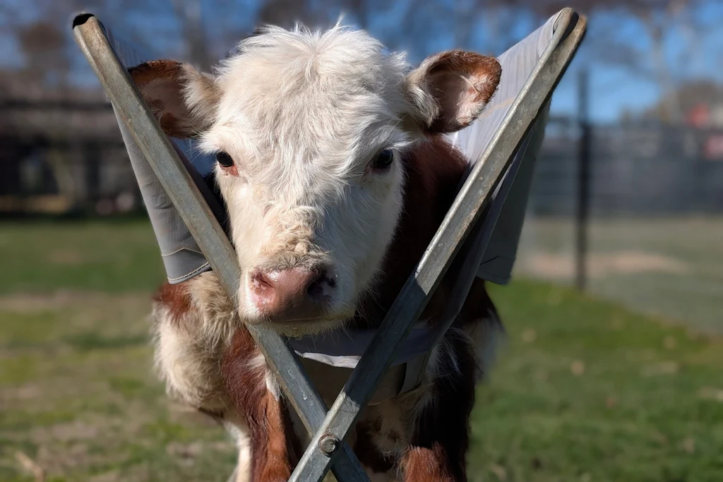 Heal The Animals 2025