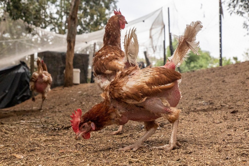 'Til The Cows Come Home Hen Rescue