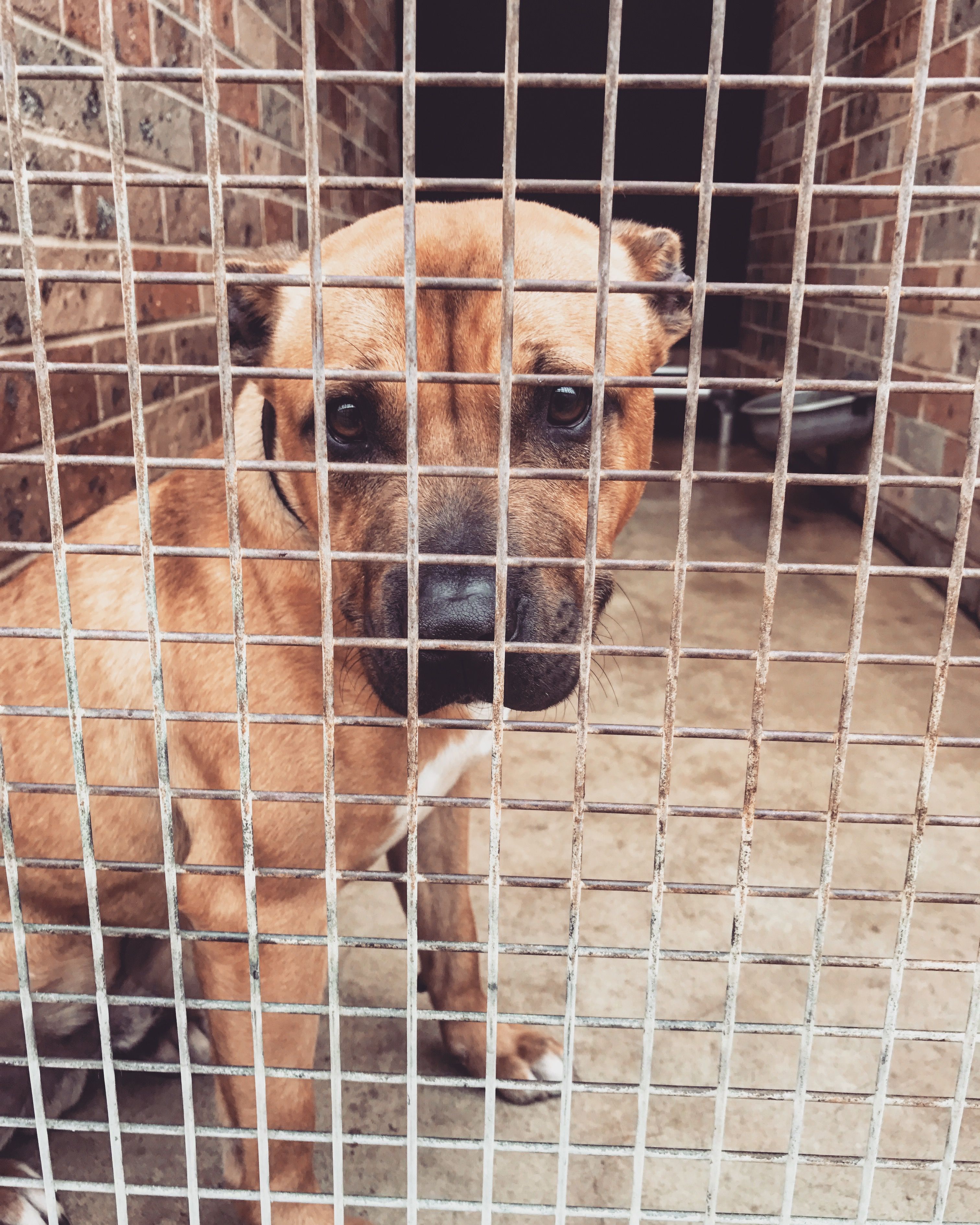 The Newcastle Animal Shelter