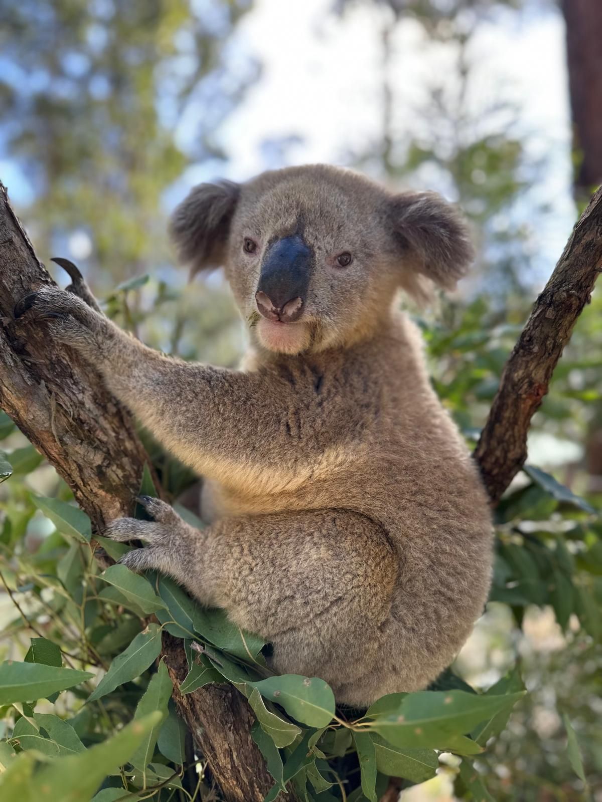 Koala Adoptions - Adopt a Koala Australia