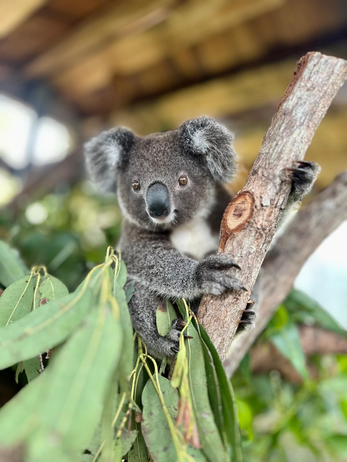Koala Adoptions - Adopt a Koala Australia