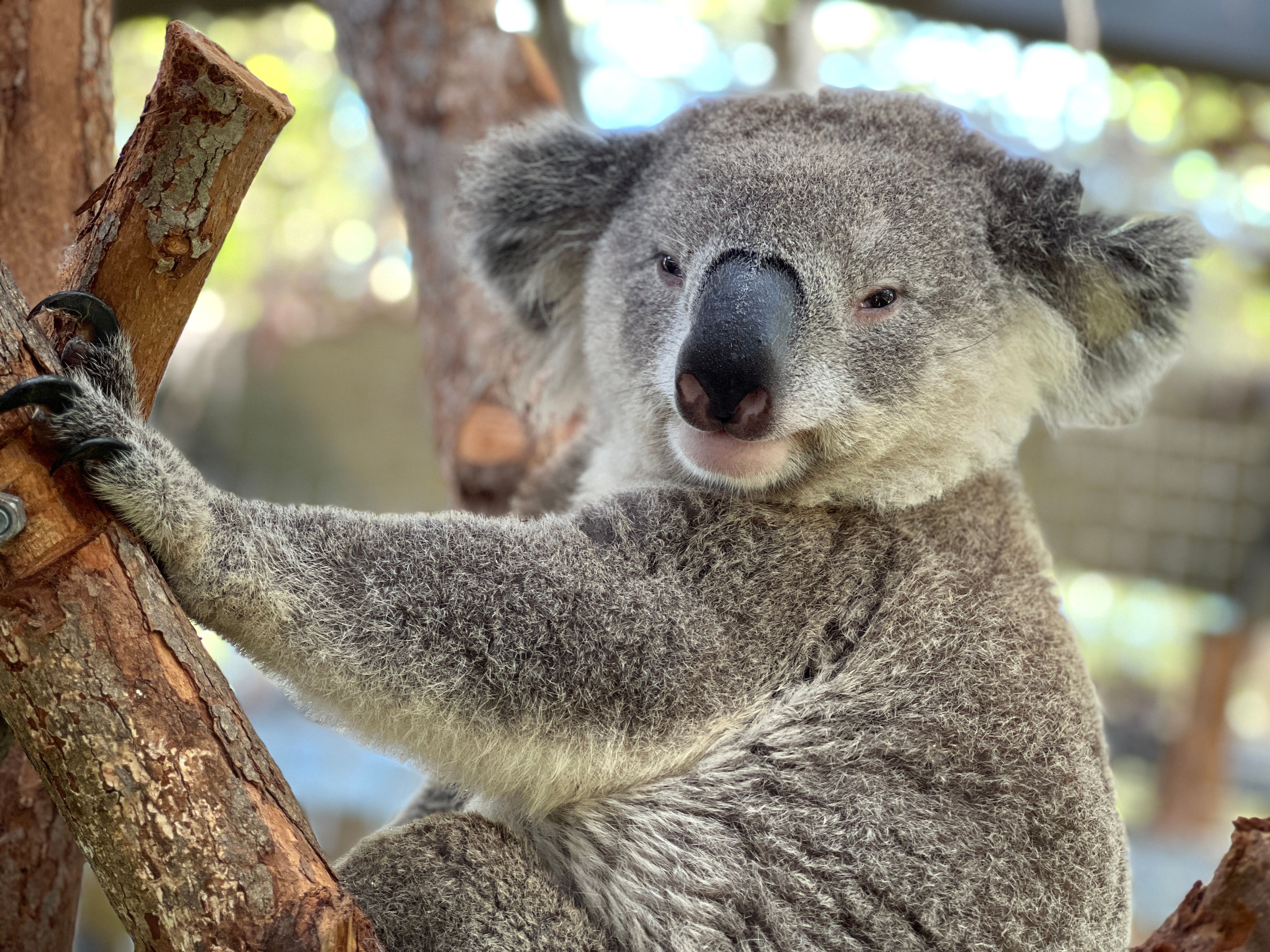 Koala Adoptions - Adopt a Koala Australia