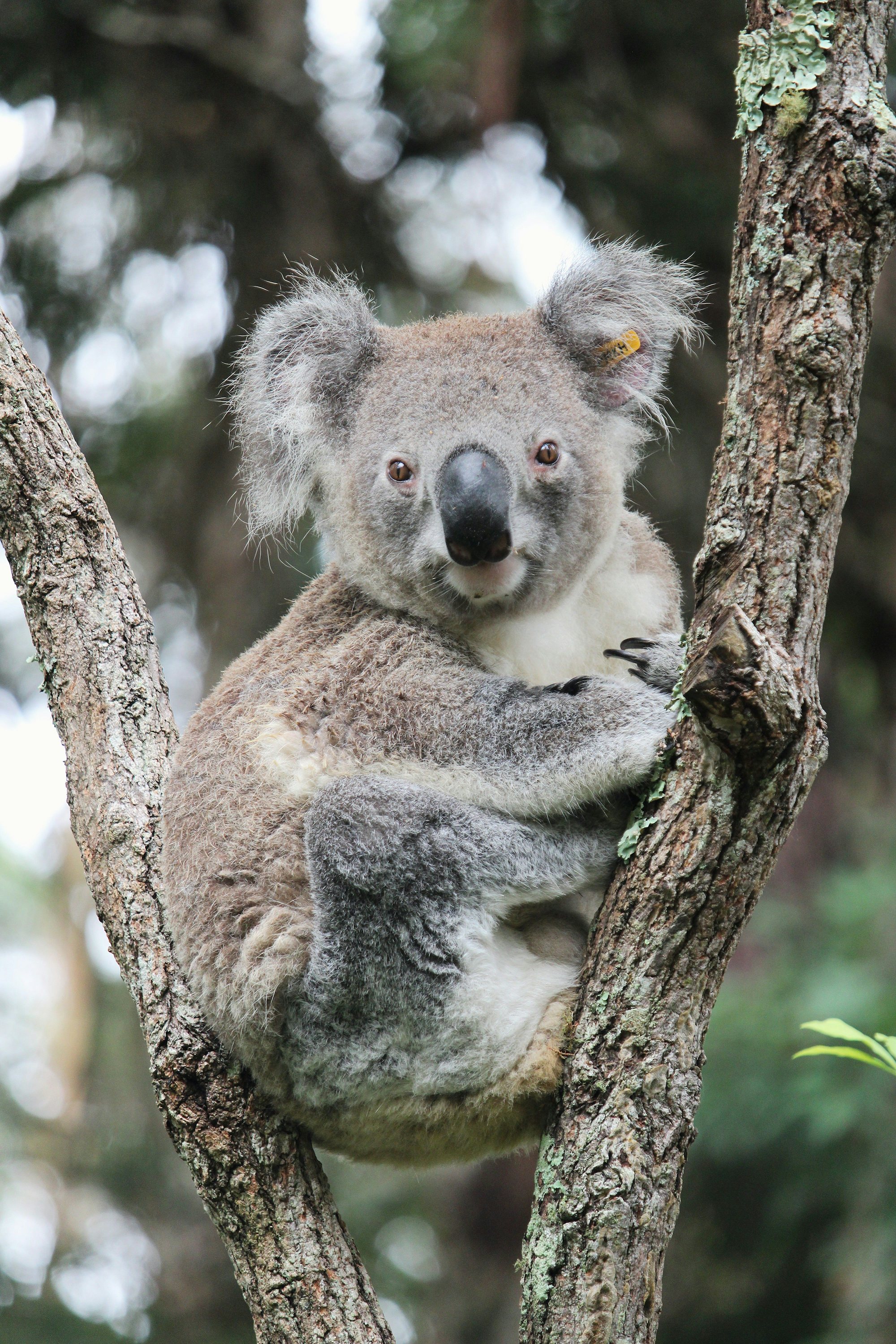 Koala Adoptions - Adopt a Koala Australia