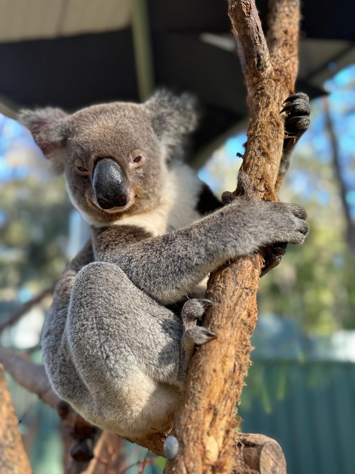 Koalas - Multiple