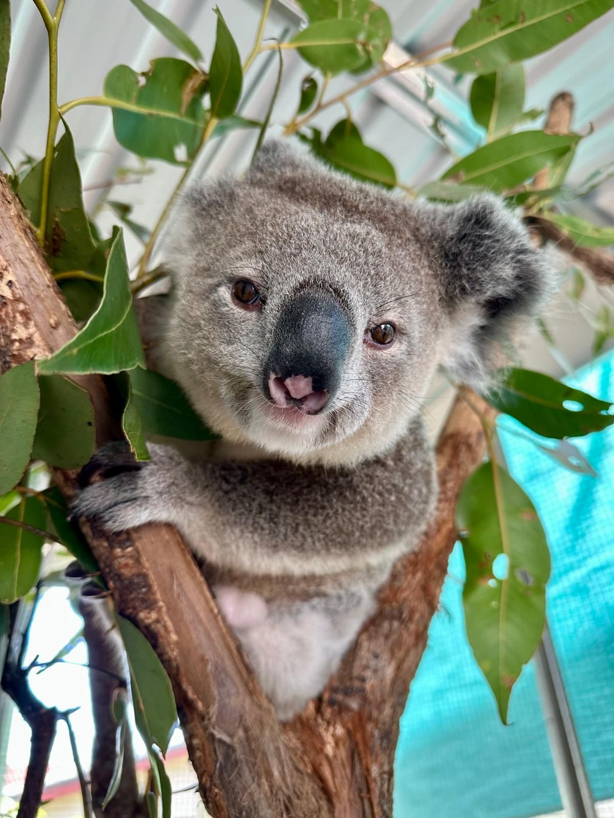 Koala Adoptions - Adopt a Koala Australia