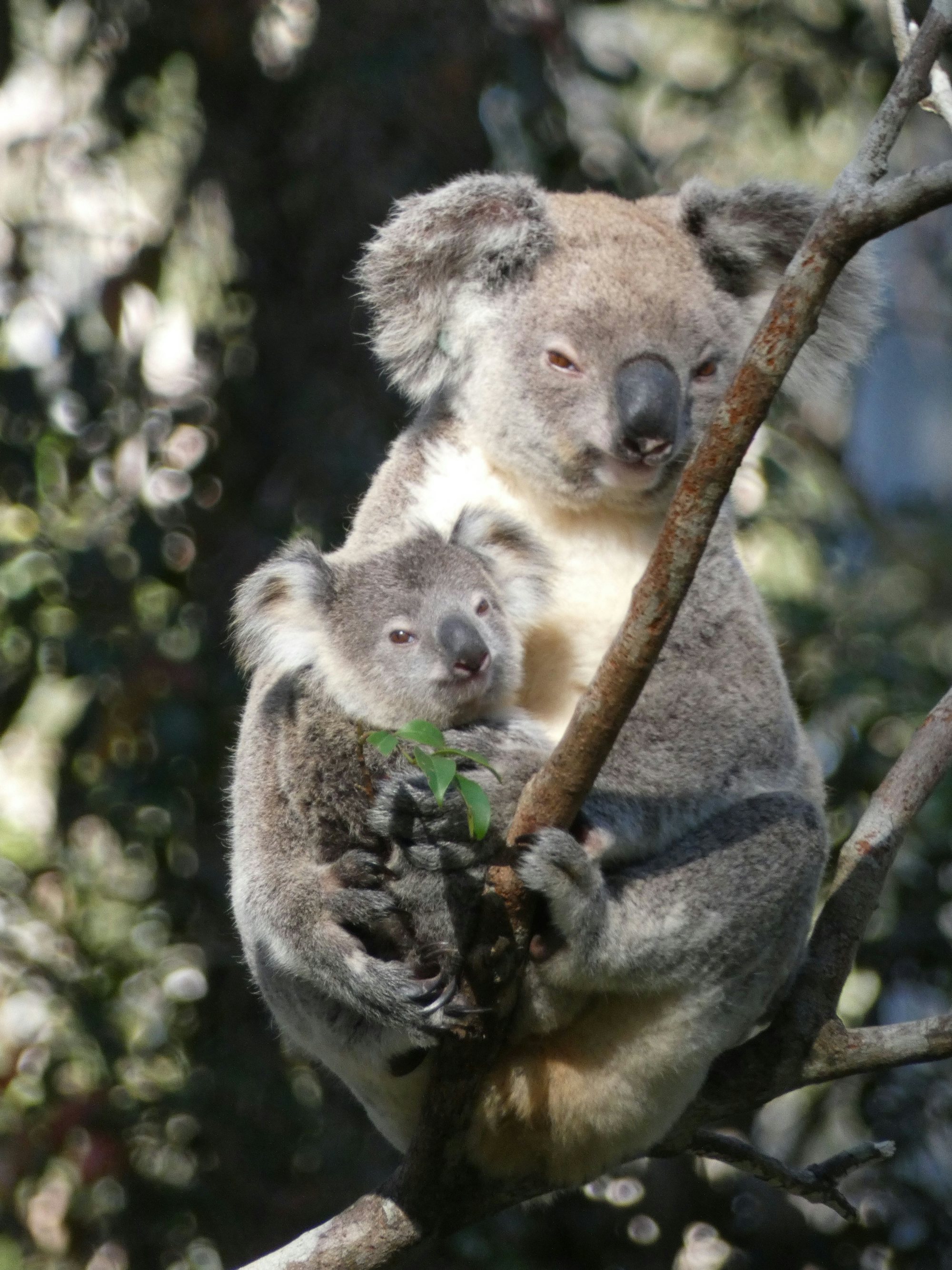 Koala Adoptions - Adopt a Koala Australia