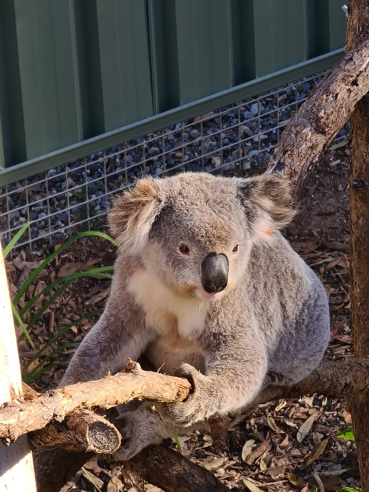 Koala Adoptions - Adopt a Koala Australia