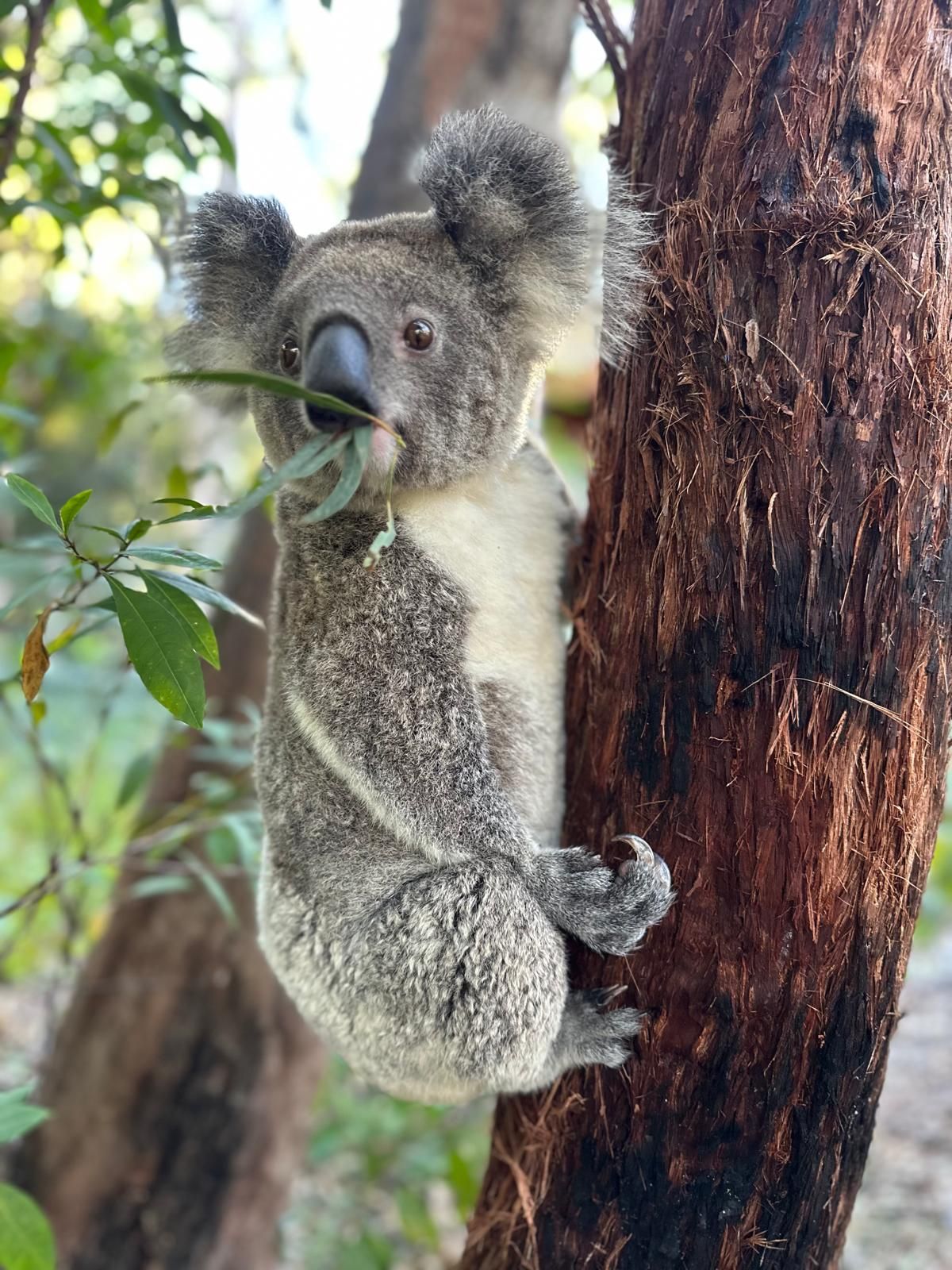 Koala Adoptions - Adopt a Koala Australia
