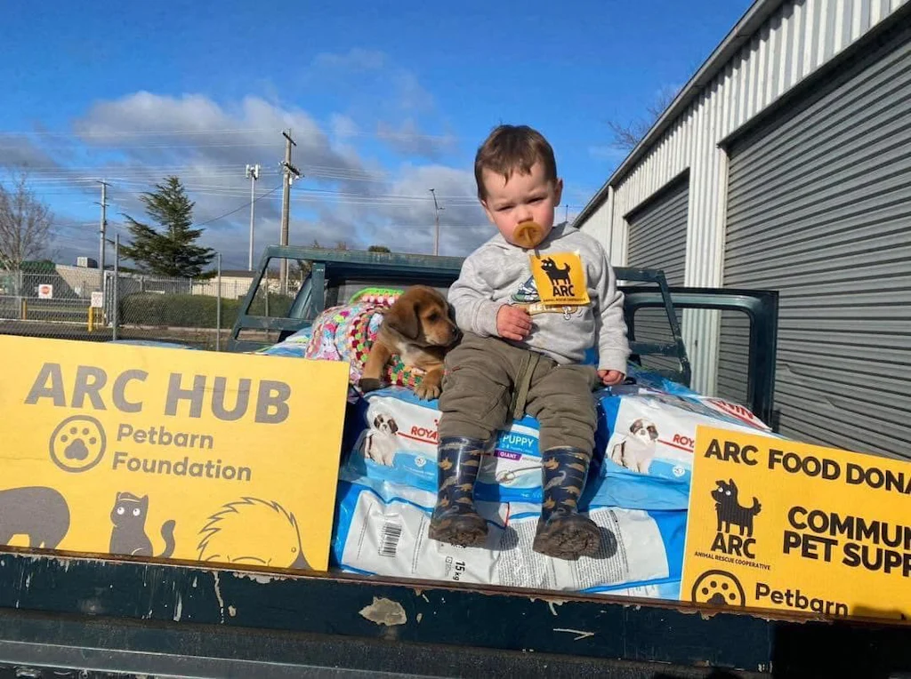 Supporting animals in DV care