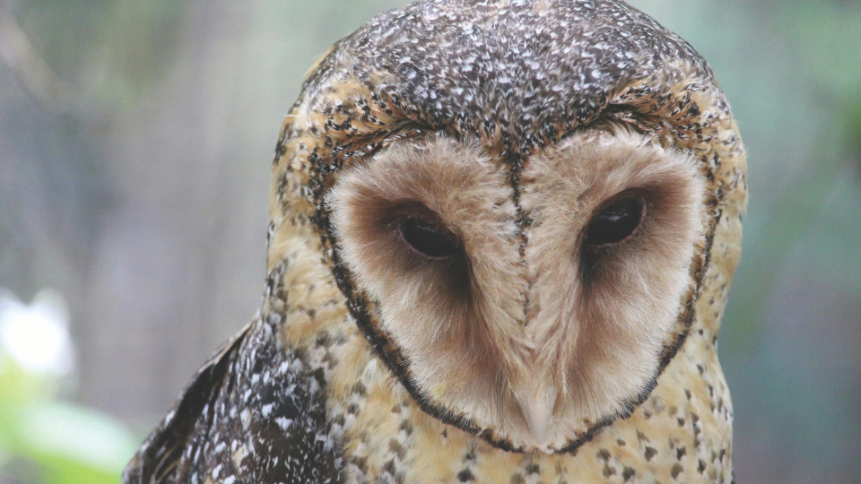 Protect Habitat and Save Our Species