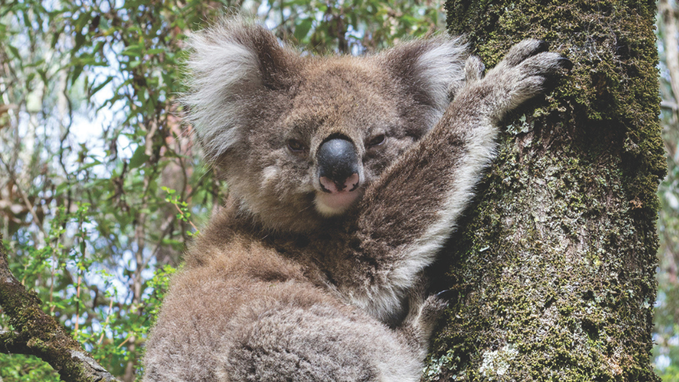 Protect Habitat and Save Our Species