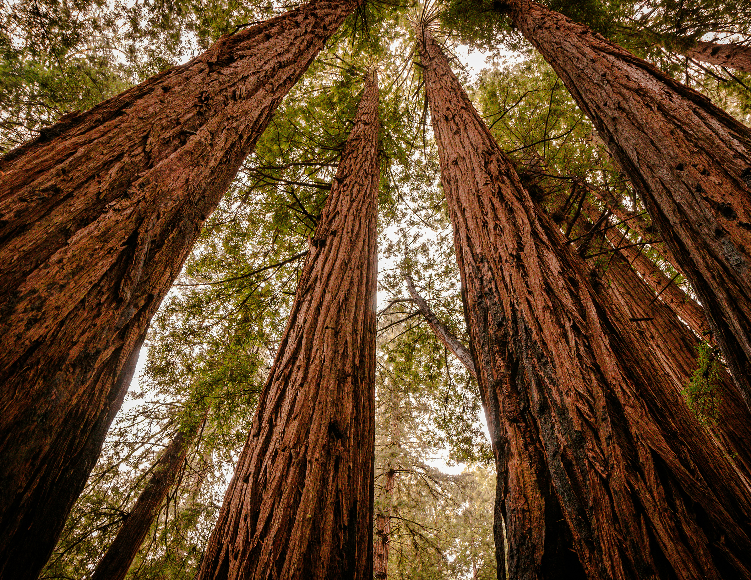 Redwood Forest Foundation | Home Page