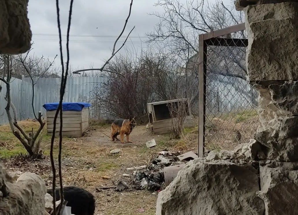 Ukraine Dog Rescue