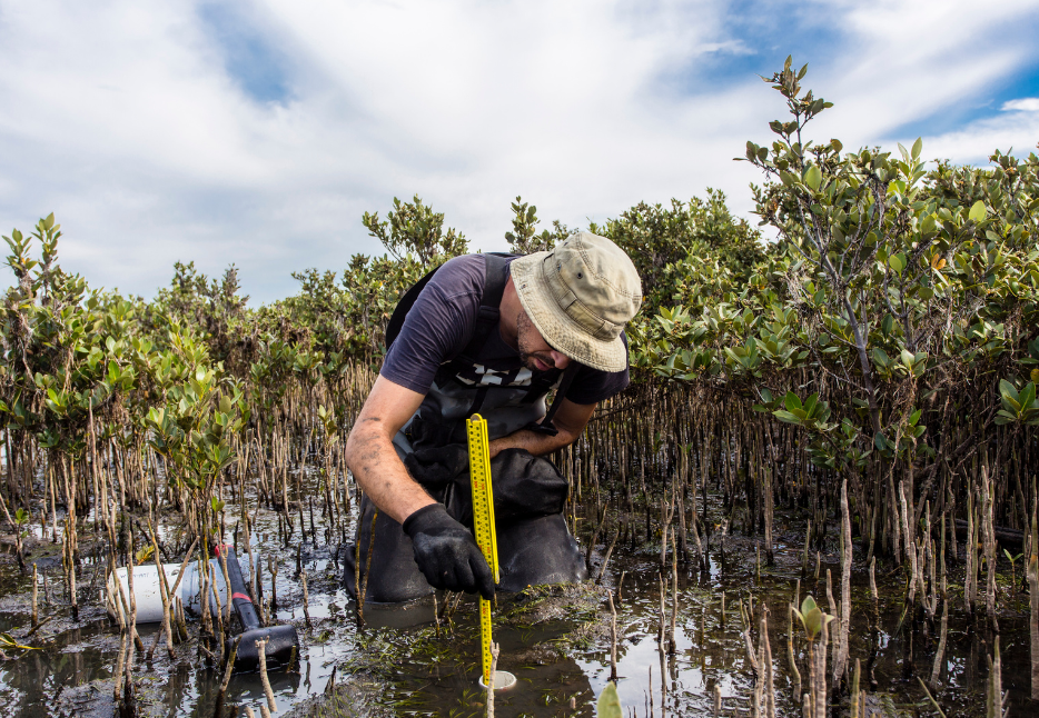 Restore Coastal Wetlands