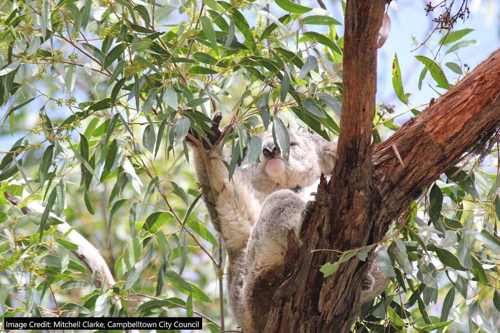 Backstreet Bellows - Koala Audio Surveys