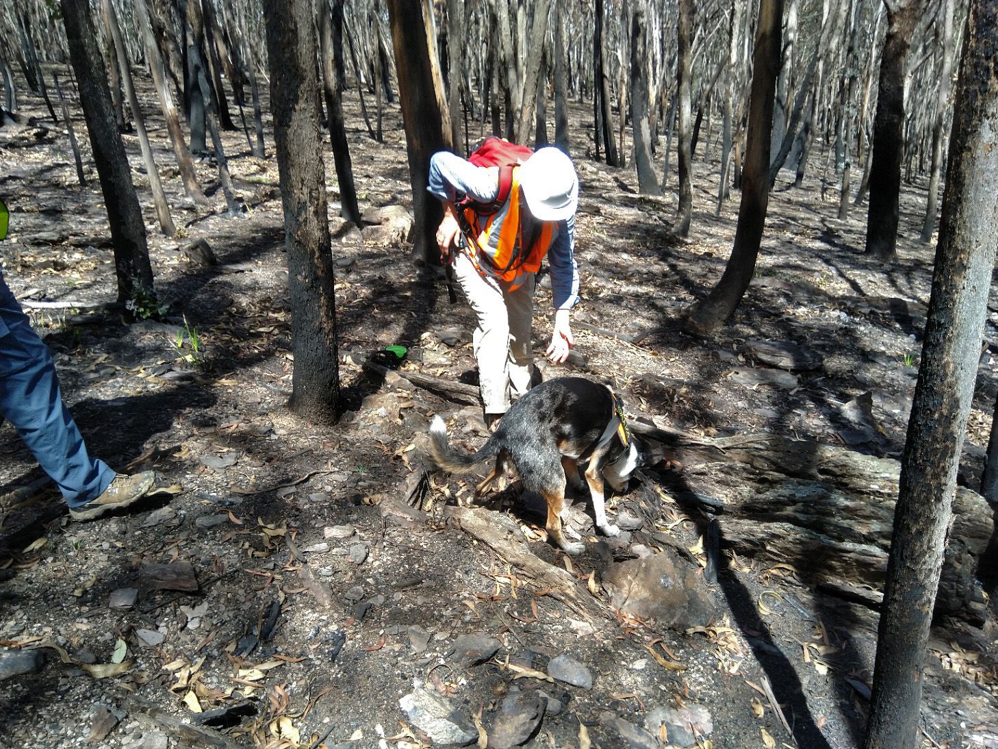 Bushfire Emergency Response Projects