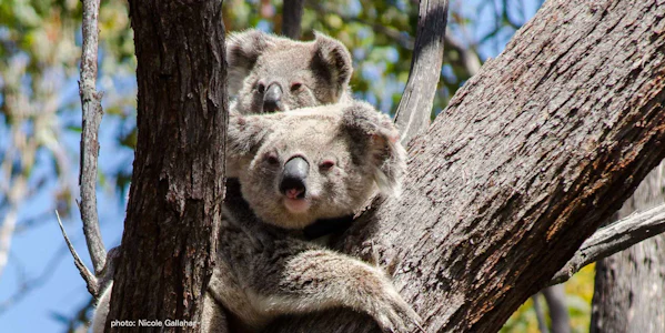 National Koala Genome Project