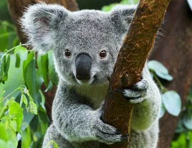 Science for Wildlife