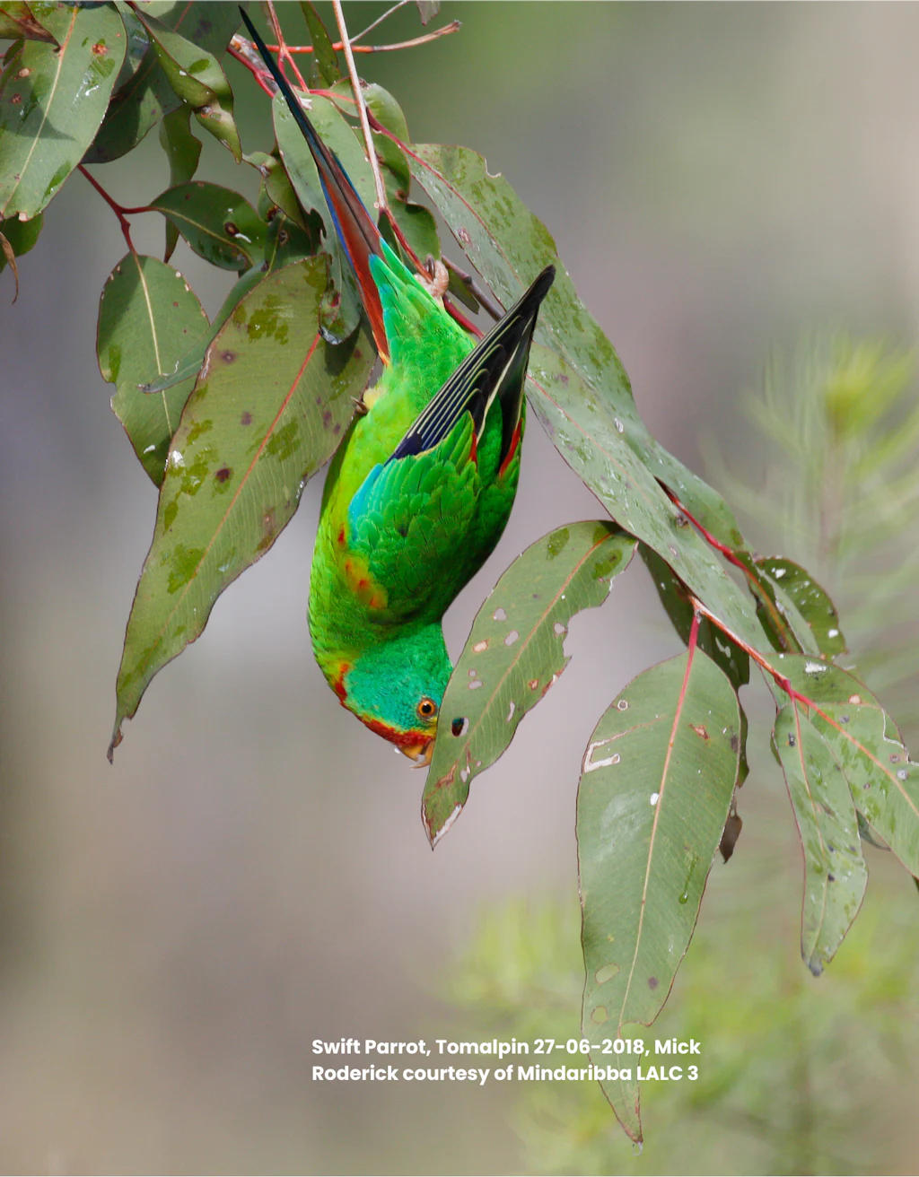 Protect Swift Parrot Habitat from Destruction for Coal