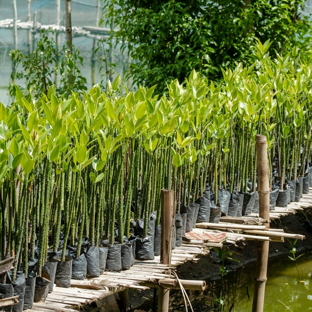 One Mangrove Planted