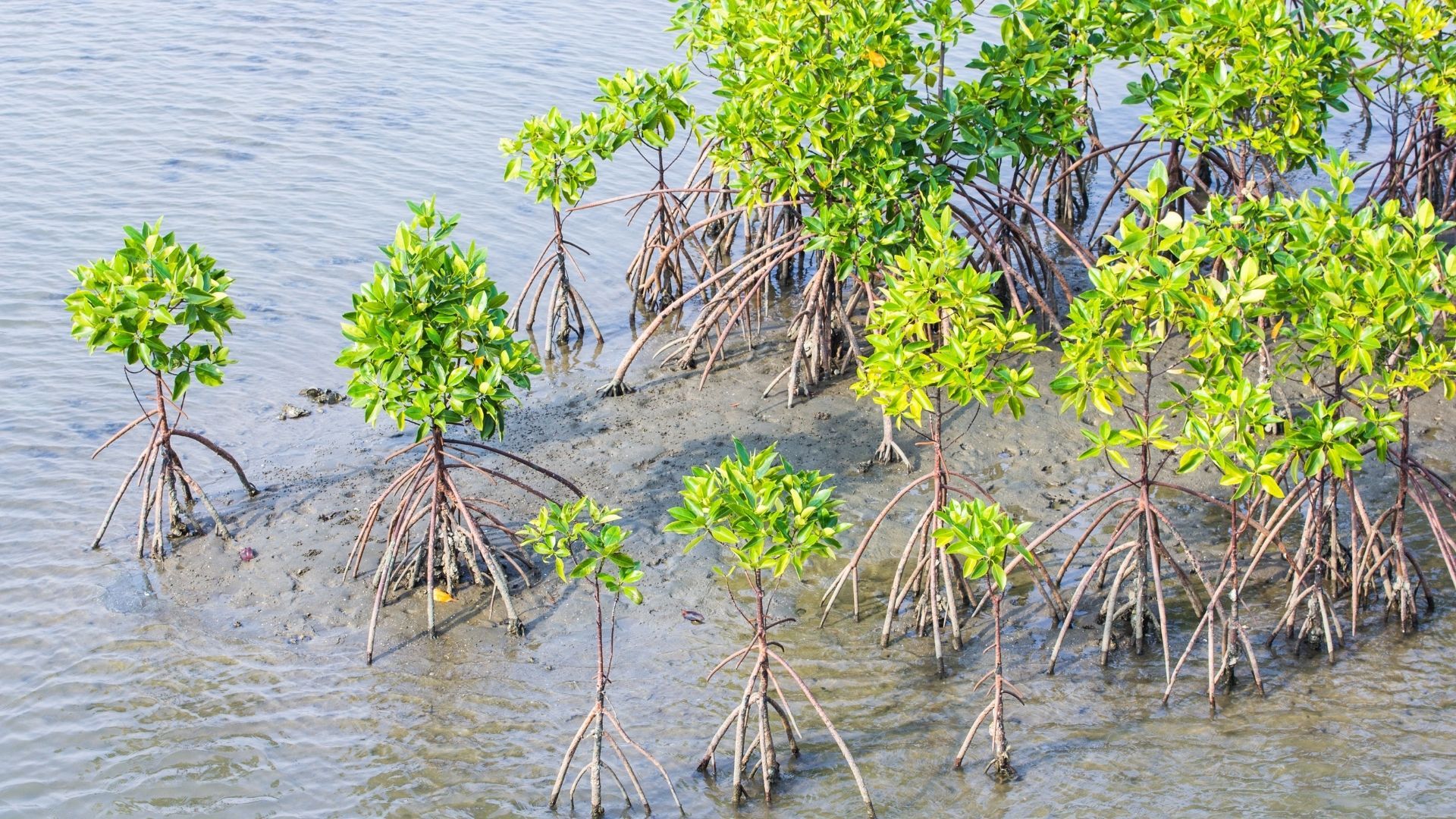 Mangrove Restoration
