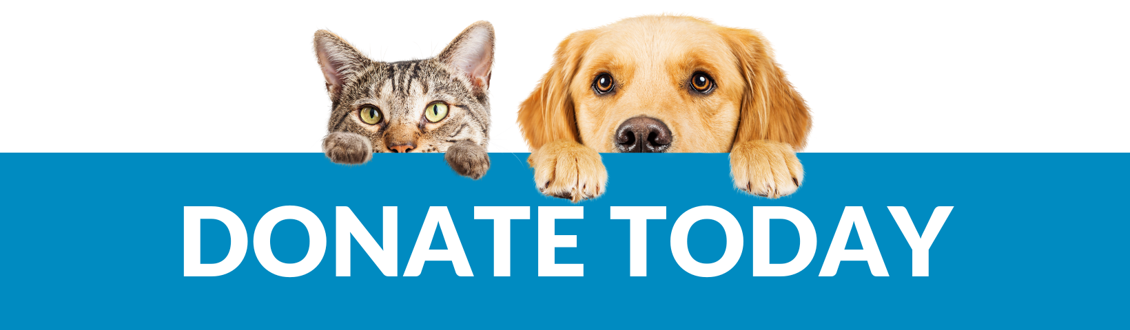 Please Donate Today - The Lost Dogs Home