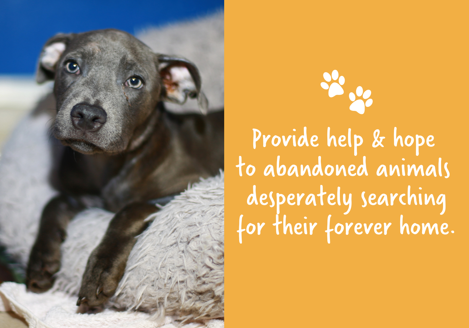 Please Donate Today - The Lost Dogs Home