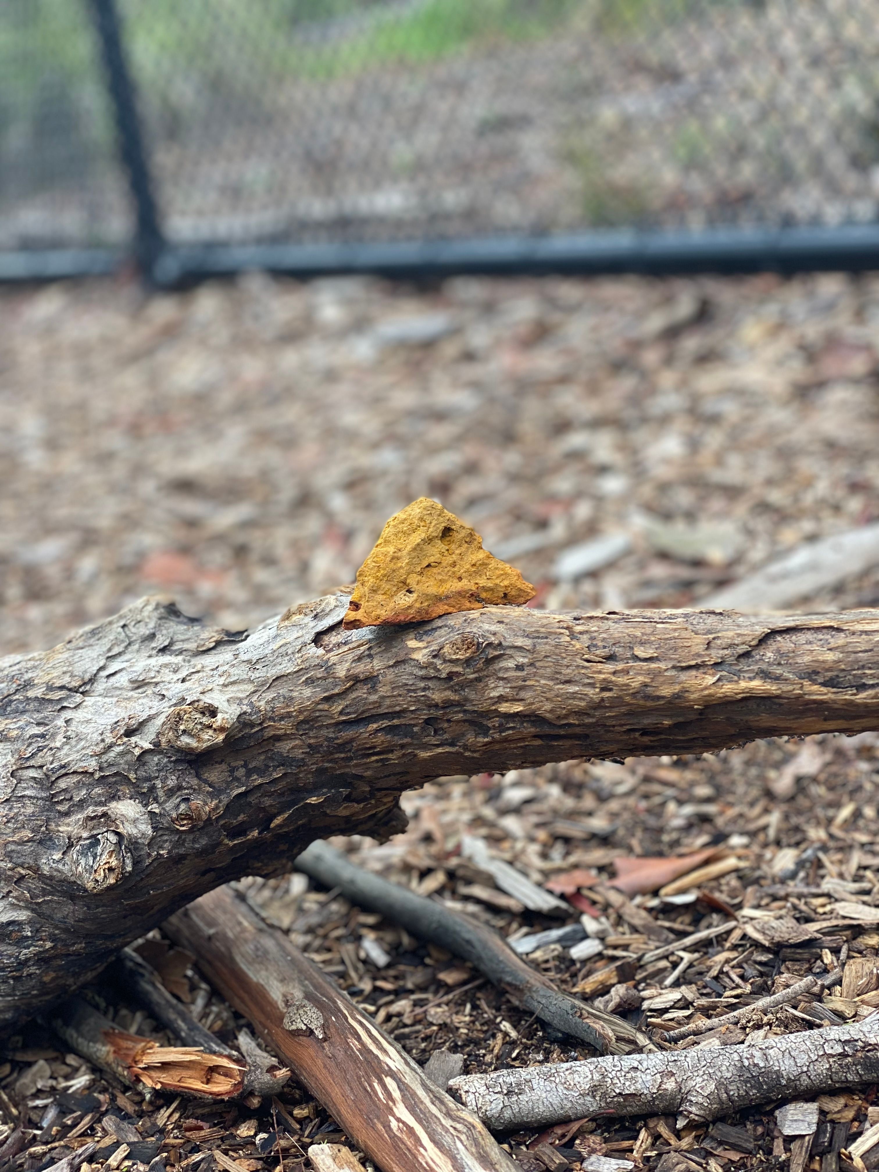 Nature Walk Challenge 2024