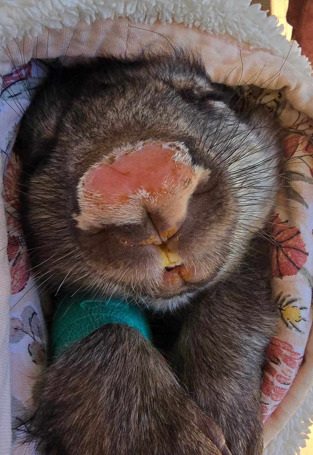 Wombat Awareness - Website