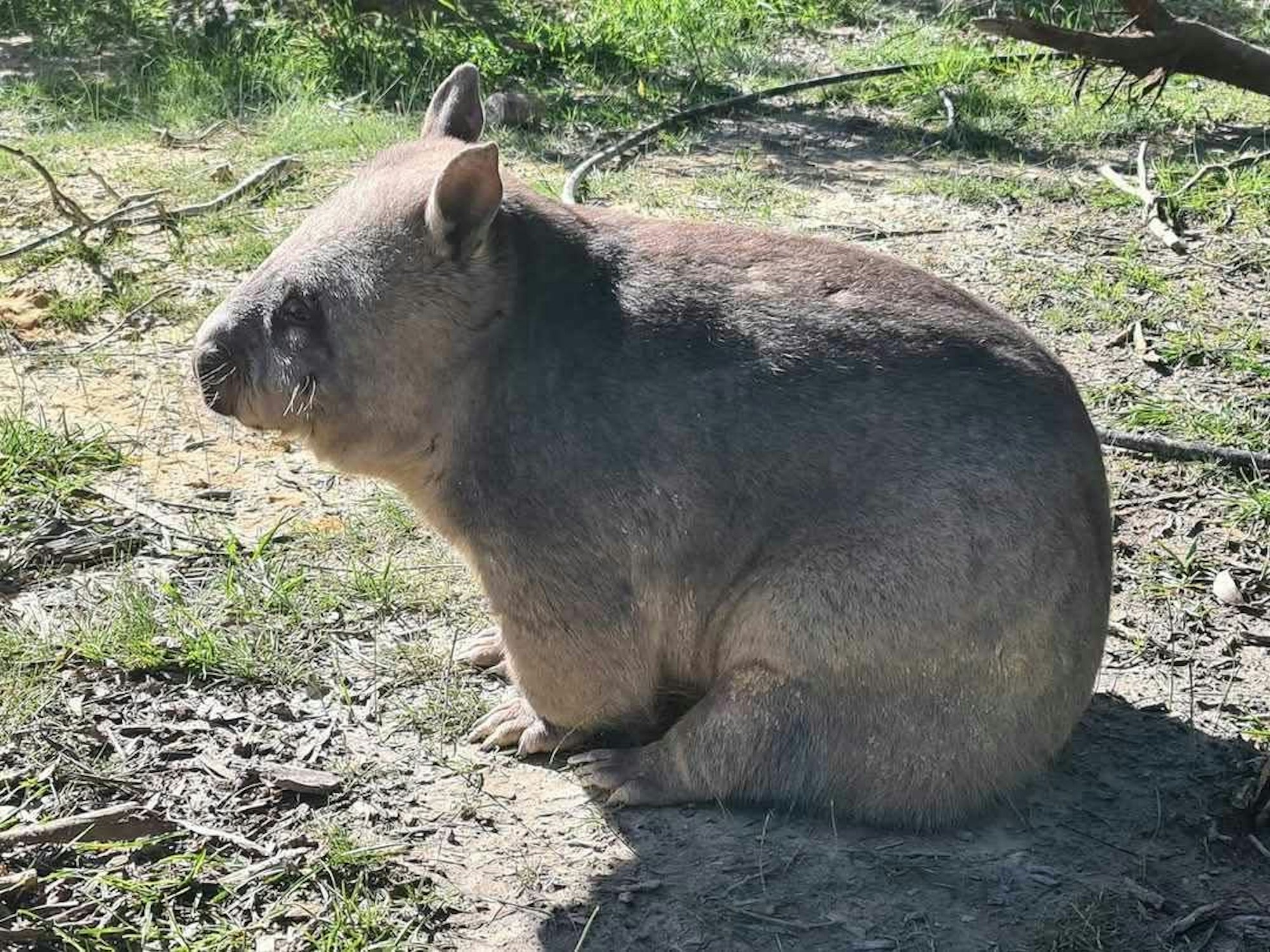 Wombat Awareness - Website