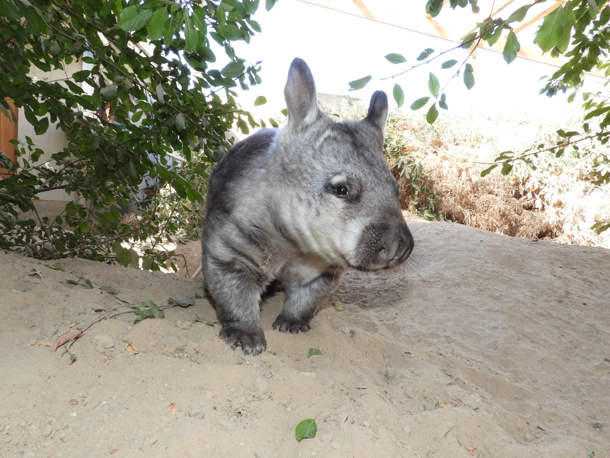 Our Wombats