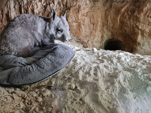 Wombat Awareness - Website